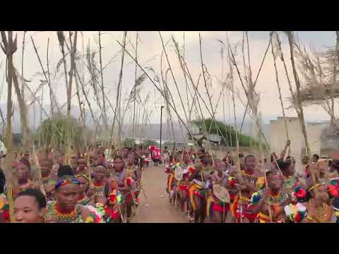 UMKHOSI WOMHLANGA 2022, KWANONGOMA, ENYOKENI. ZULU REED DANCE #ZULU #IZINTOMBI #HERITAGE22