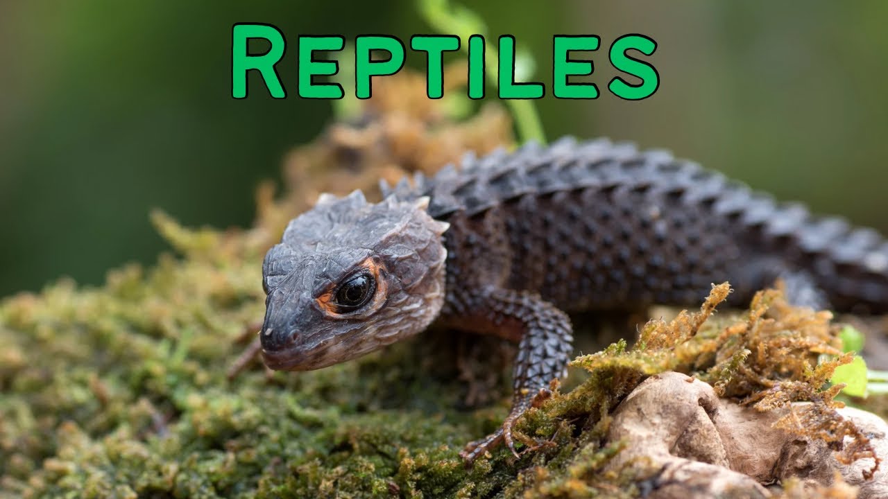 Reptiles for Kids | Fun Facts About Reptiles | Educational Animal Video ...