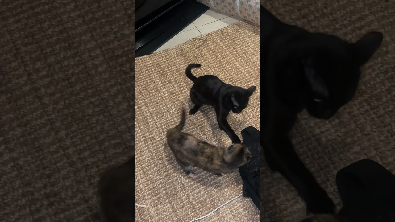 Did Archie the cat really just have a come back ? My cats battle pt 4 ...