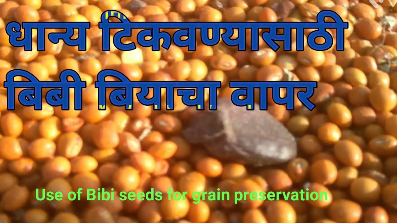 धान्य टिकवण्यासाठी बिबी बियाचा वापर||Use of Bibi seeds for grain ...