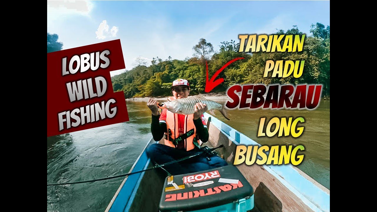 LOBUS WILD FISHING: Tarikan Padu Sebarau Long Busang - YouTube