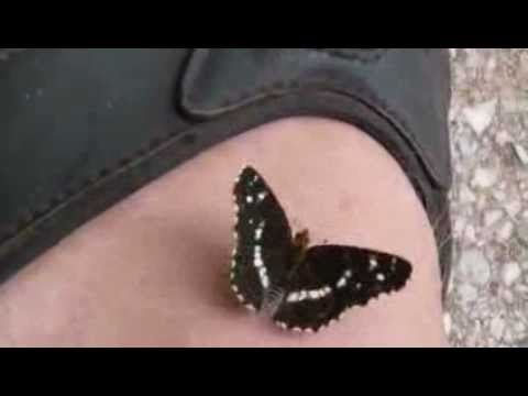 Butterfly on flip-flops