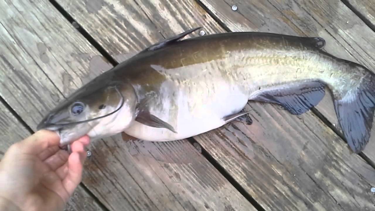 Catfish and Bluegill Fishing - YouTube