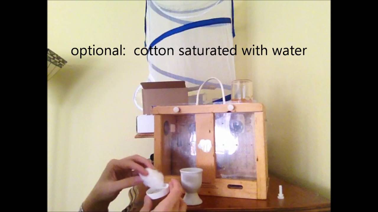 The Beezza Hut - A bee home for apitherapy BVT bee venom - YouTube