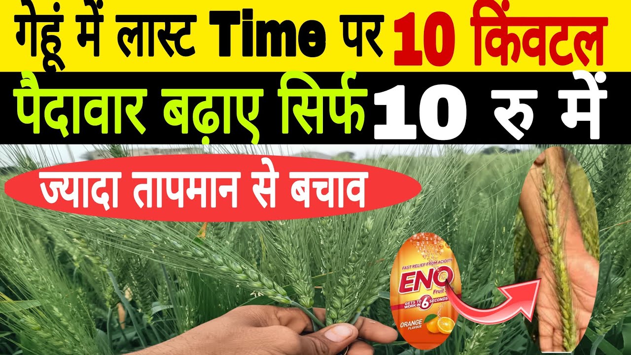मात्र 10 रु में गेहूं में आखिरी समय पर 10 क्विंटल पैदावार बढ़ाए | Gehu ...