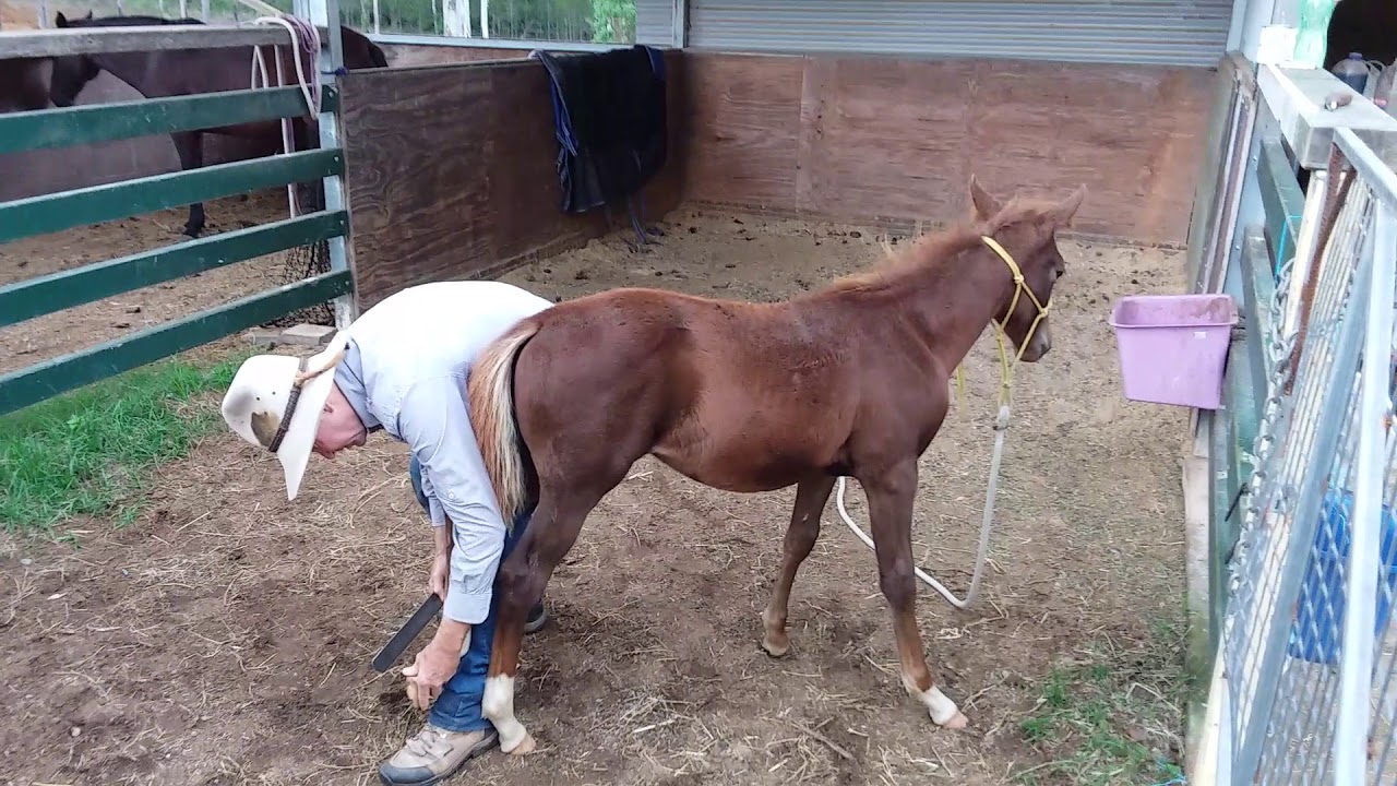 Foal Handling Hugo - YouTube