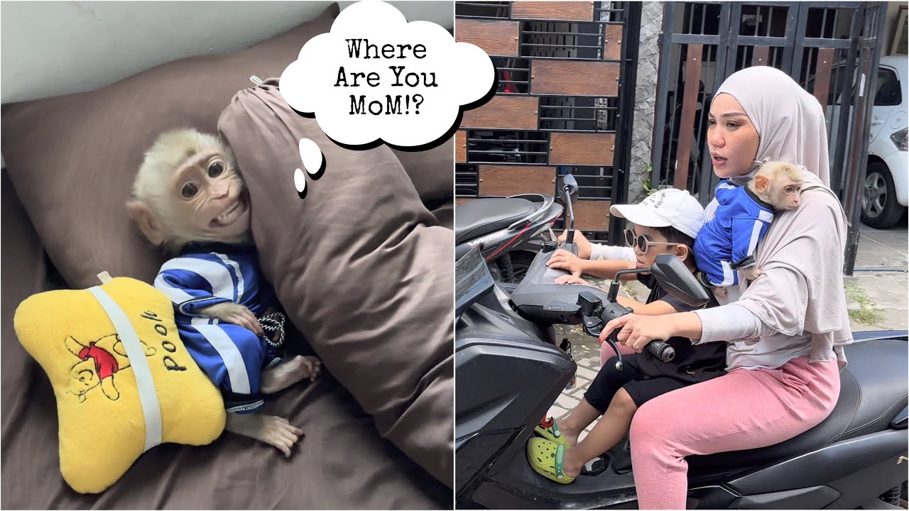 Mommy panicked when she saw Baby Monkey Alpha running out of the room ...