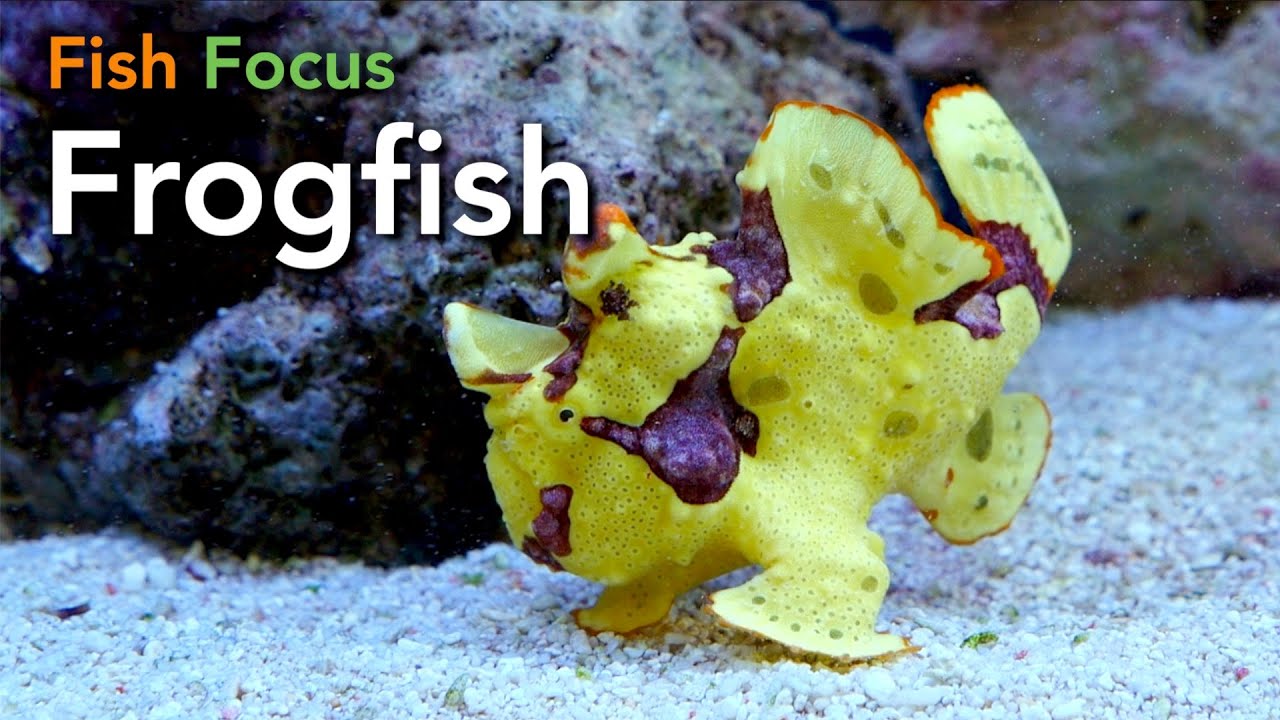 Fish Focus - Frogfish - YouTube
