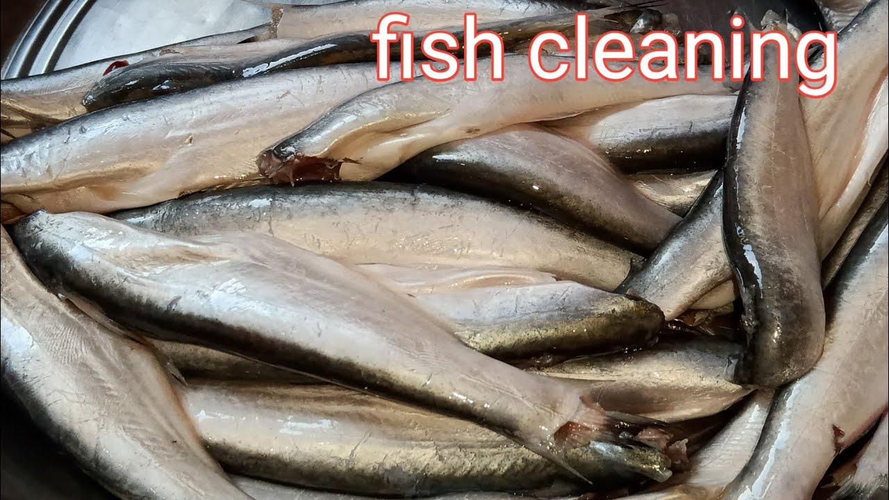बचवा मछली को साफ करने का तरीका | how to cut and clean fish | fish ...