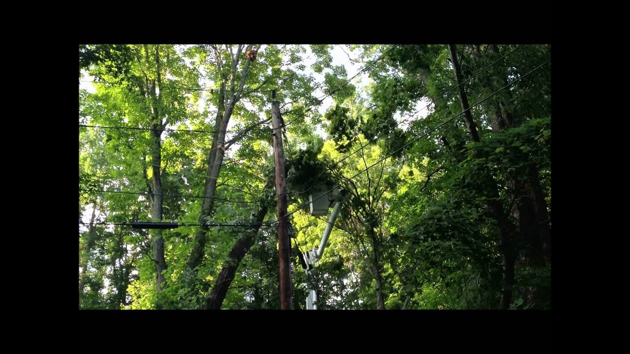 Tree Service Man Gets Wiped Out By Tree Branches - YouTube