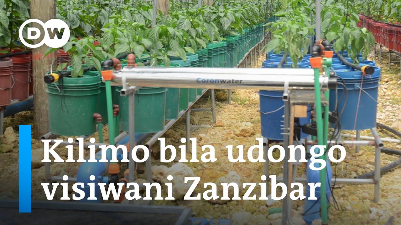 Kilimo bila udongo Zanzibar - YouTube