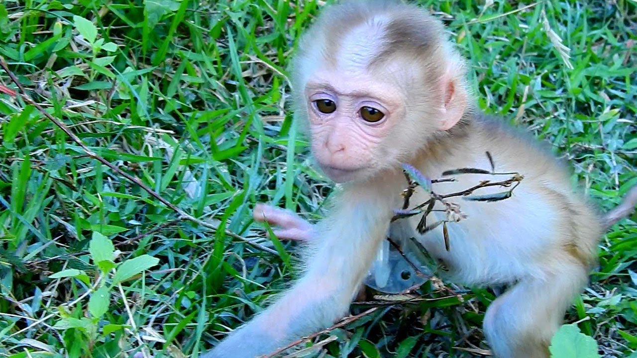 Long time Elly like to sleep, She has energy so walking to build up her ...