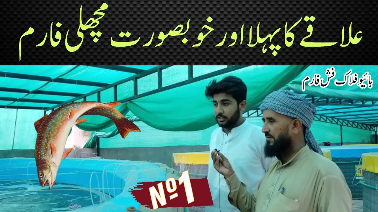 Biofloc fish farming in pakistan | Haider Biofloc Fish Farm Amra Gujrat ...