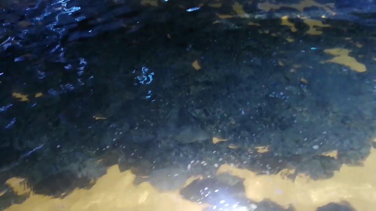 Farming flounder/ヒラメの養殖 - YouTube