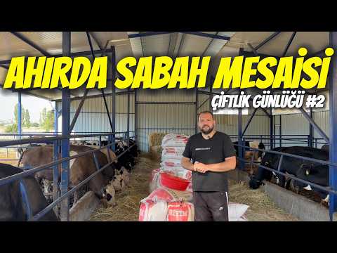Besi Çiftliğimizde Sabah Rutinimiz! | Ahır Hayatı
