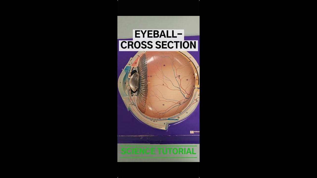 Cross Section of the Eyeball Part 1 - YouTube