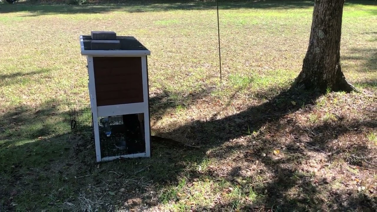 Rabbits Getting Stung by Yellow Jackets - YouTube