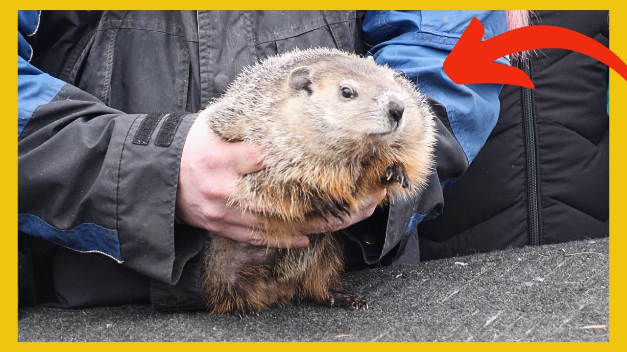 La MARMOTA que PREDICE el FUTURO 🌤️ | Groundhog Day 🇺🇸 - YouTube