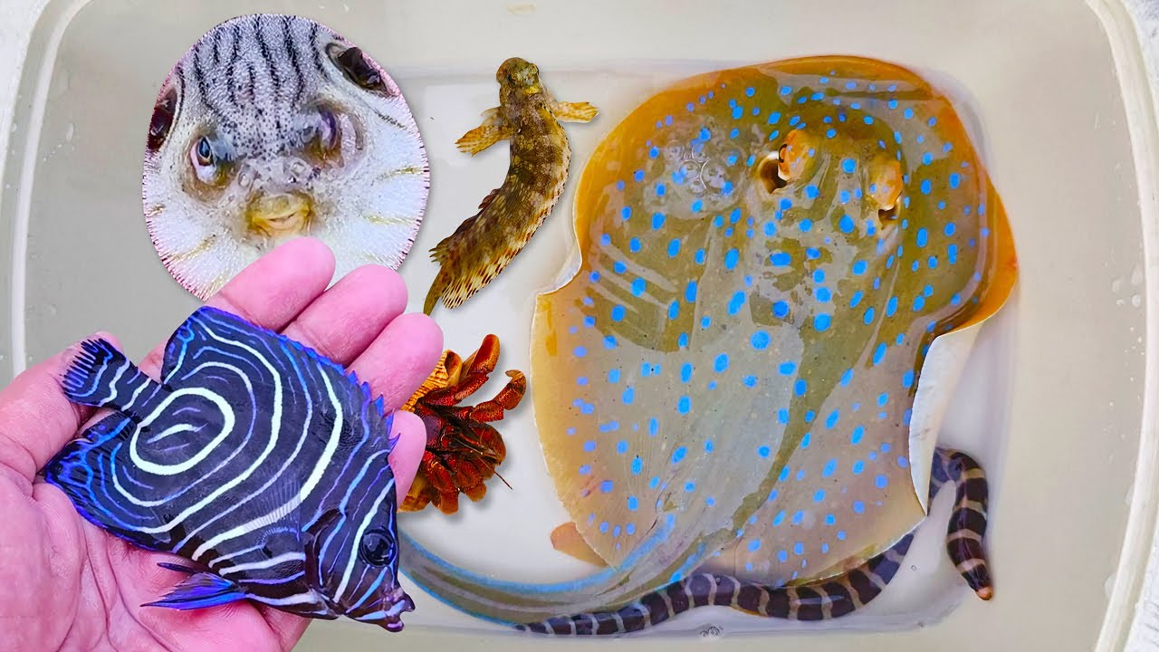 Tangkap ikan buntal dan kelomang, belut, ikan pari, ikan nemo, ikan ...