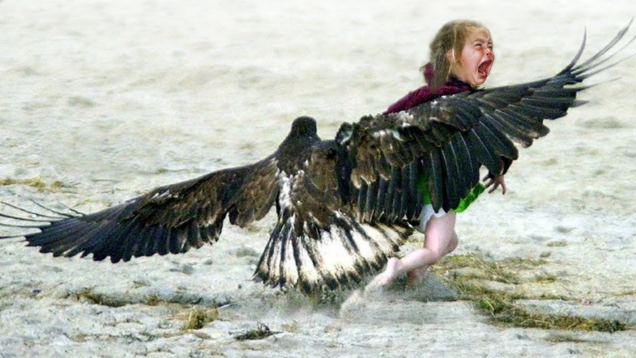 These Are 10 Most Terrifyingly Huge Birds YouTube these-are-10-most-terrifyingly-huge-birds-youtube
