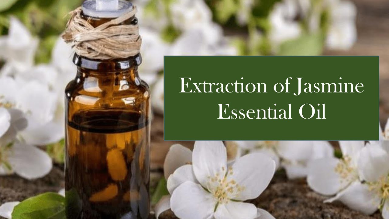 Extraction of Jasmine oil using Steam Distillation - YouTube