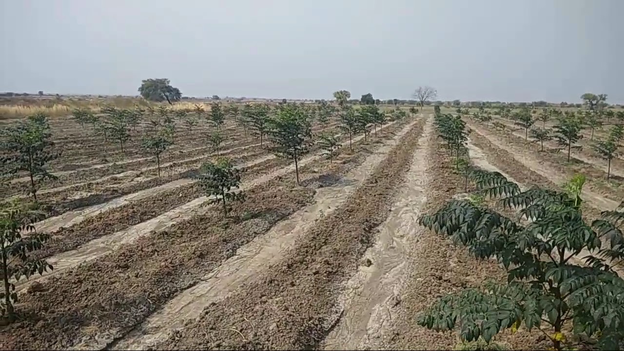 Melia Dubia (Malabar Vepa / Hebbevu / Malai Vembu) - 6 months plants ...