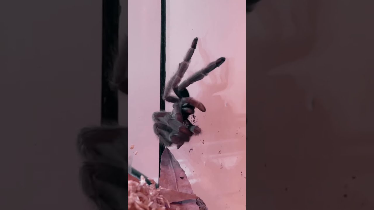 Unbelievable Psalmopoeus Cambridgei Trinidad Chevron Tarantula Grooming ...