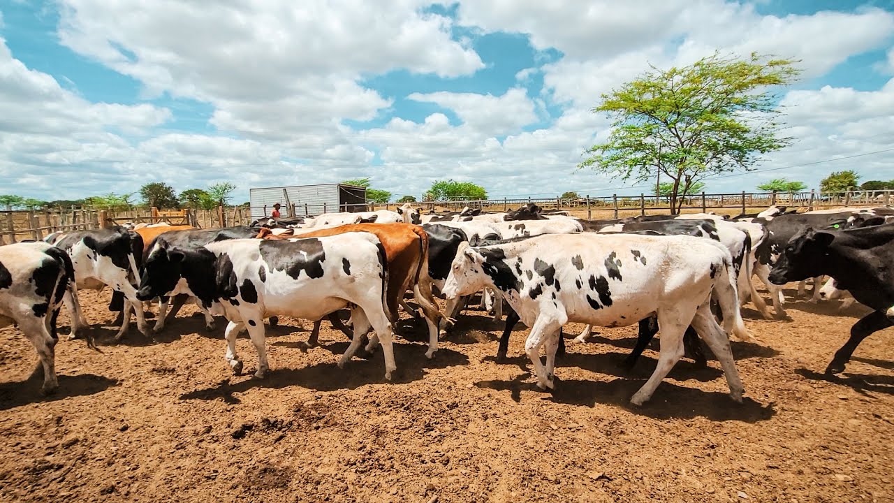 VACAS PRENHAS DE PRIMEIRA CRIA! ELAS VÃO DAR MUITO LEITE APÓS PARIR ...