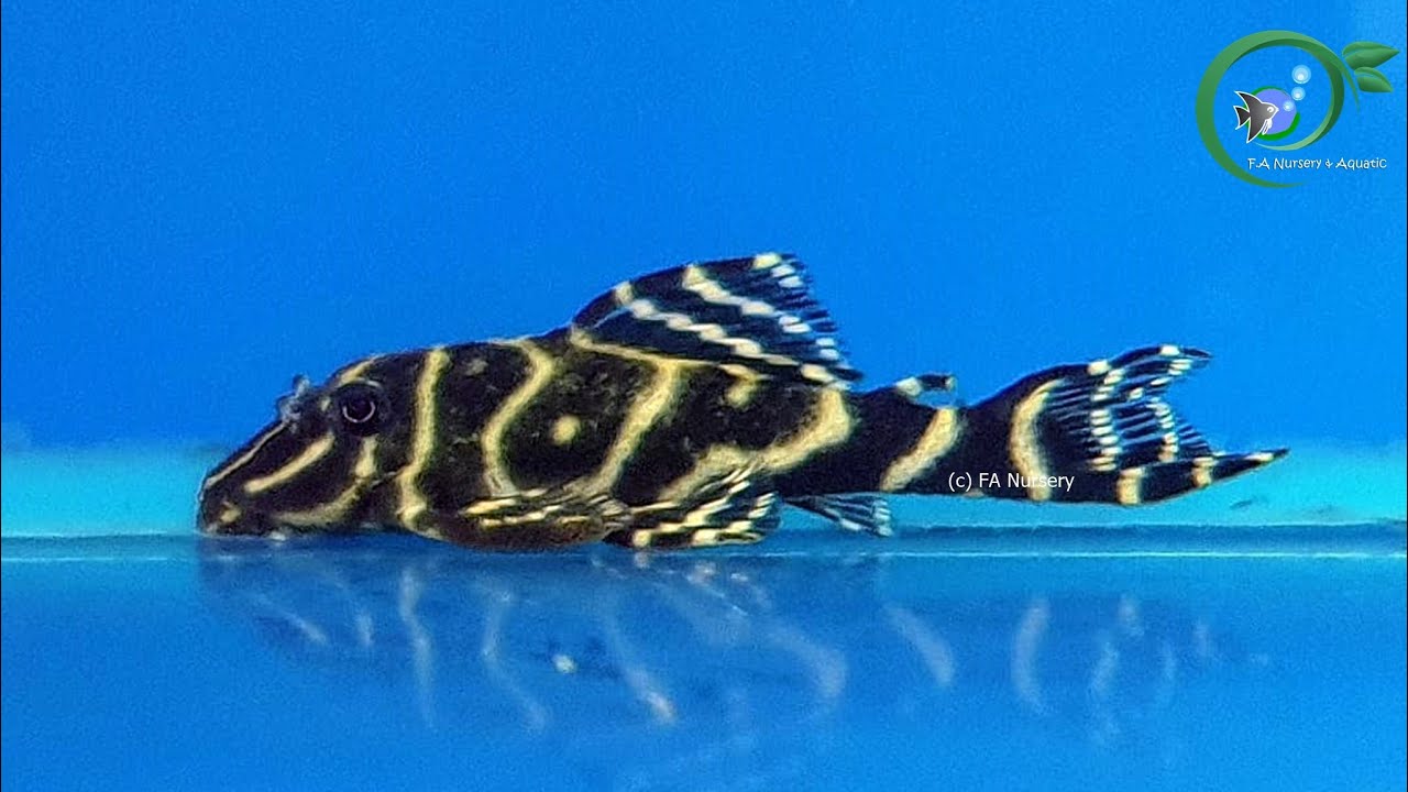 Hypancistrus Debilittera - Columbian Zebra Pleco - L129 - YouTube