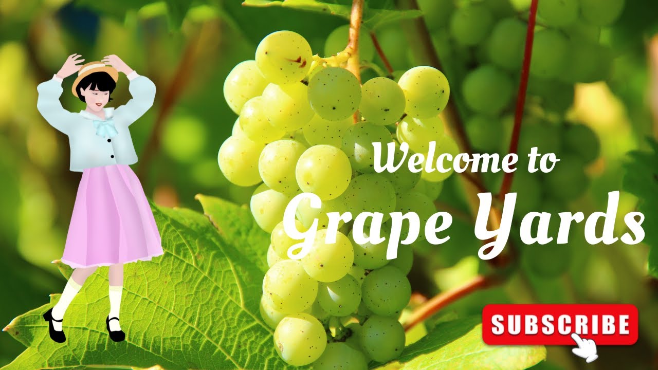 🍇Lovely Grape Yards With Grape Bunches All Over - YouTube
