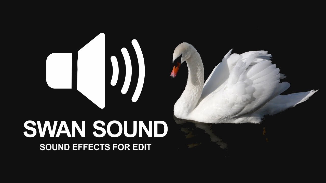 Swan Sound Effects for edits - suara angsa - YouTube