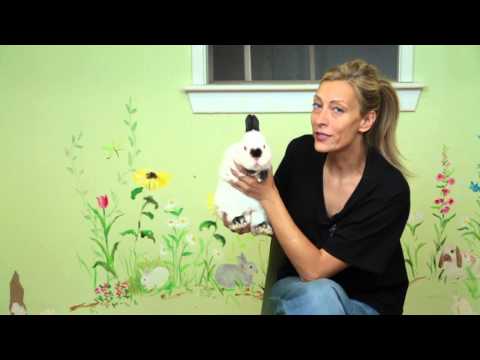 Are Dwarf Bunnies Safe Pets