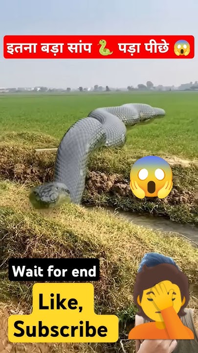 Anaconda Chasing a man 🐍😱😵 #shorts #snake #anaconda #vfx #funny # ...