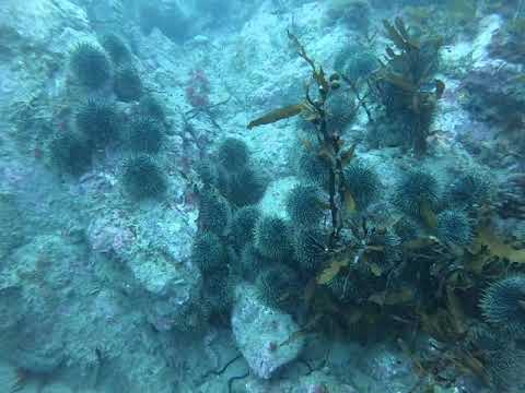 2021 Makara Fat kina diving check it out!