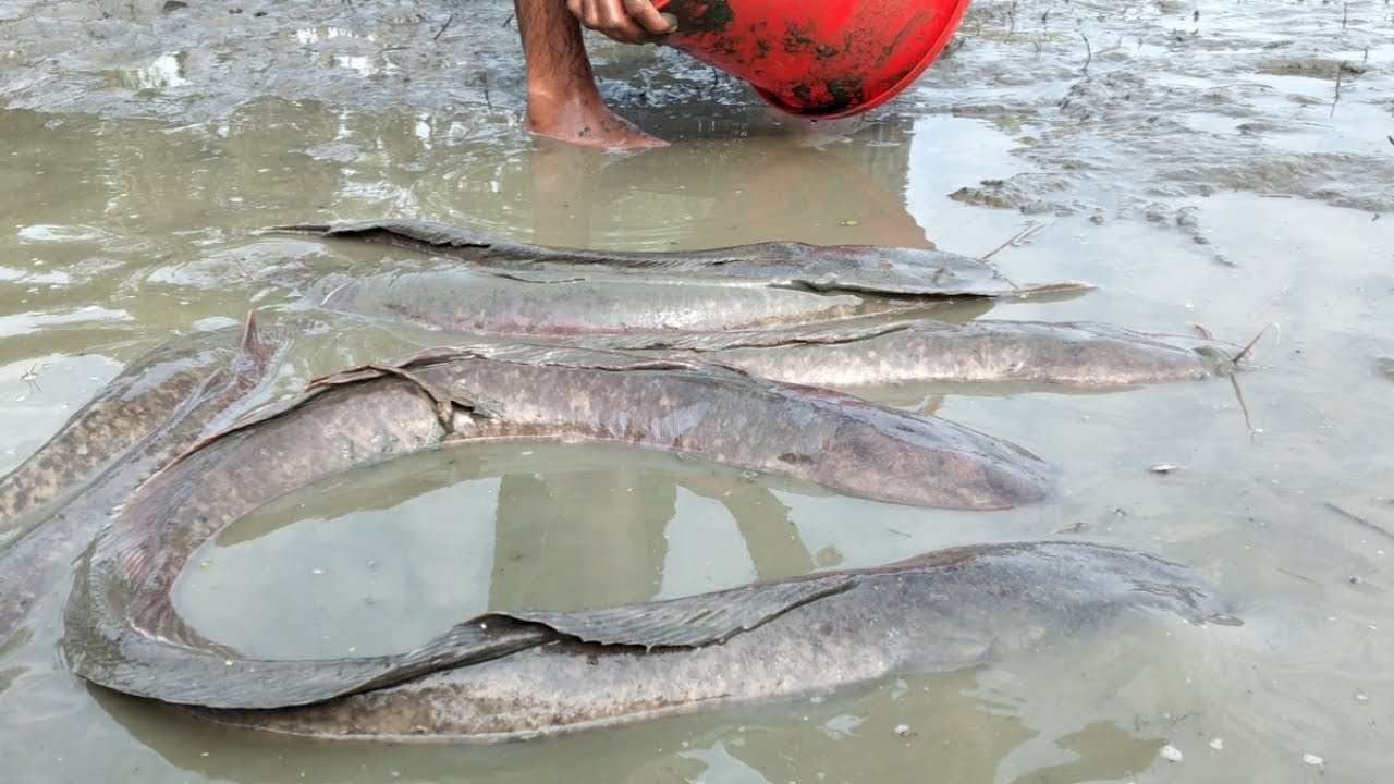 Amazing Hand Fishing Video | Traditional Boy Catching Fish By Hand ...