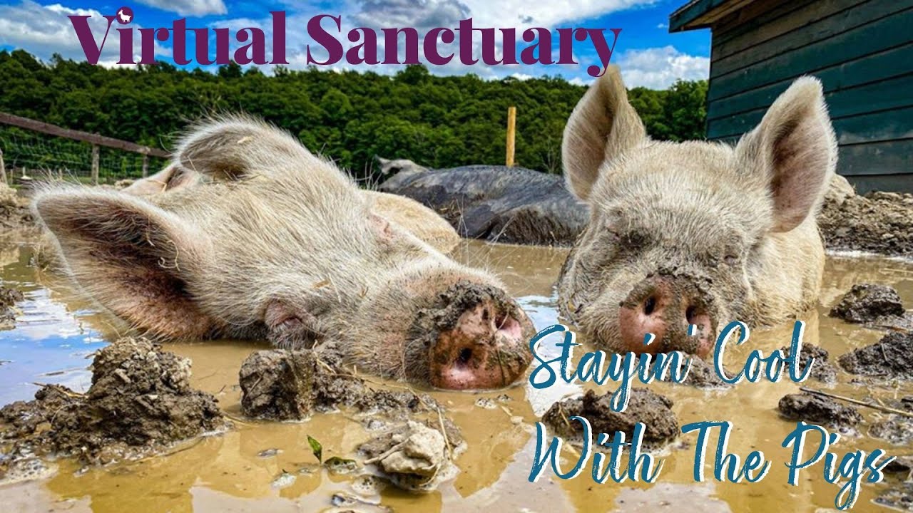 Virtual Sanctuary: Cooling Off With The Pigs! - YouTube