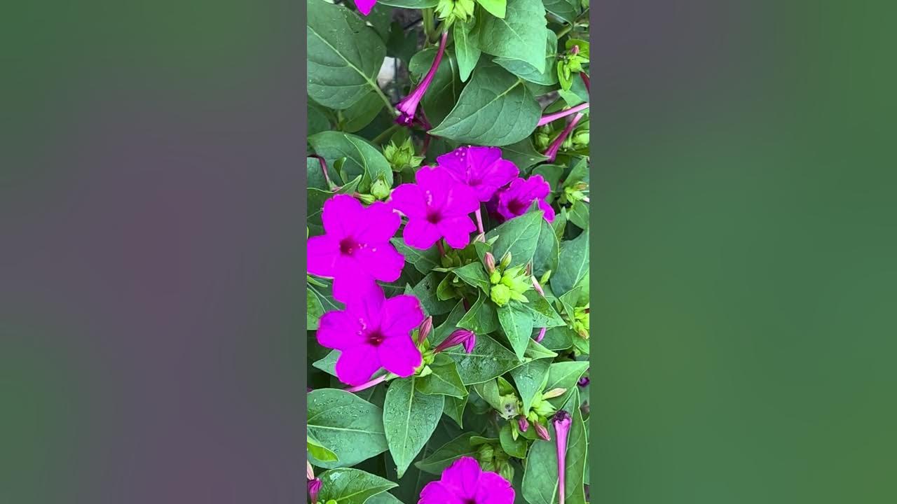 4-o-clock-flowers-youtube