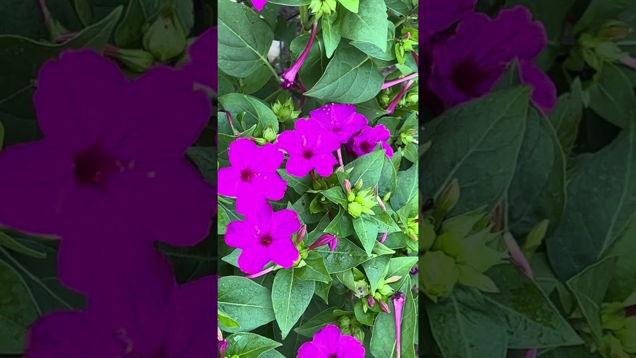 4 O clock Flowers YouTube 4 O clock Flowers YouTube