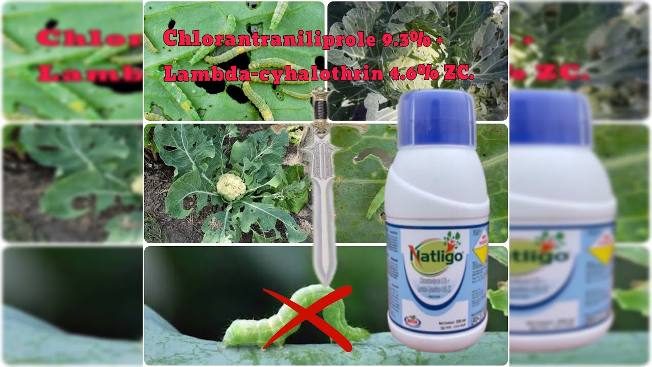 Natco pharma Natligo insecticide (Chlorantraniliprole9.3% +Lambda ...