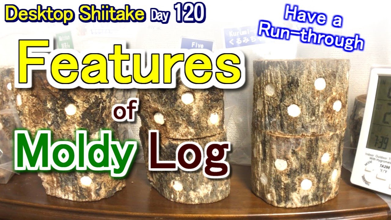 The features of Moldy Log【Day 120】 - YouTube