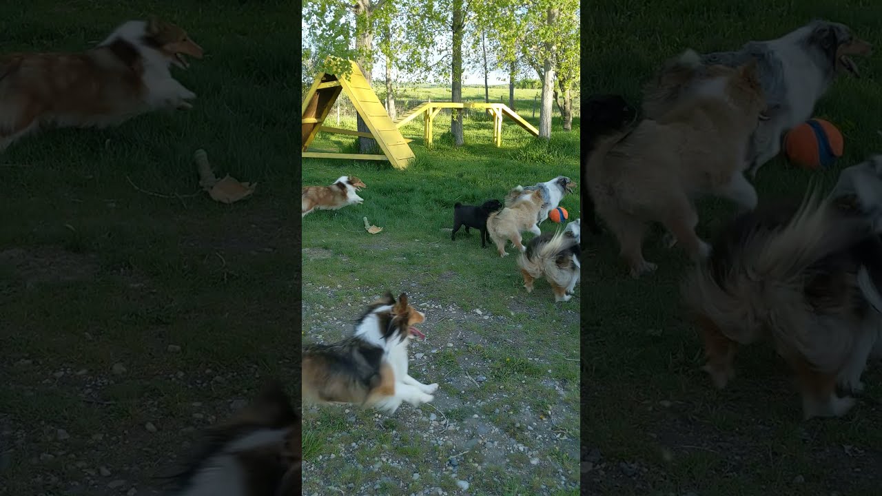 More Fun at the Farm - YouTube