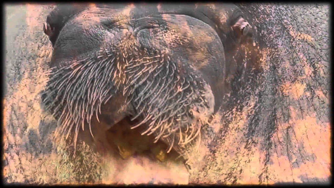 Mad Walrus - YouTube