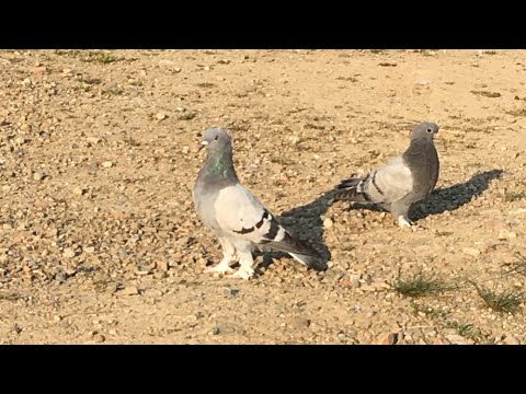 YENİ BAŞLAYAN YAVRU MAVİNİN  2. TEKE UÇUŞU -KUŞÇU CAMİASI