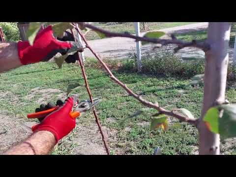 Rezidba šljive zasad star 3 godine - YouTube