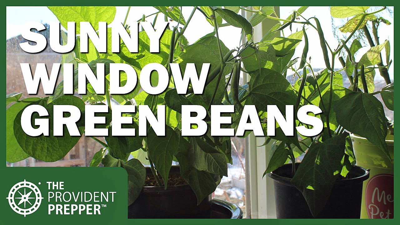 Grow Fresh Green Beans All Winter Long in a Sunny Window Inside Your ...
