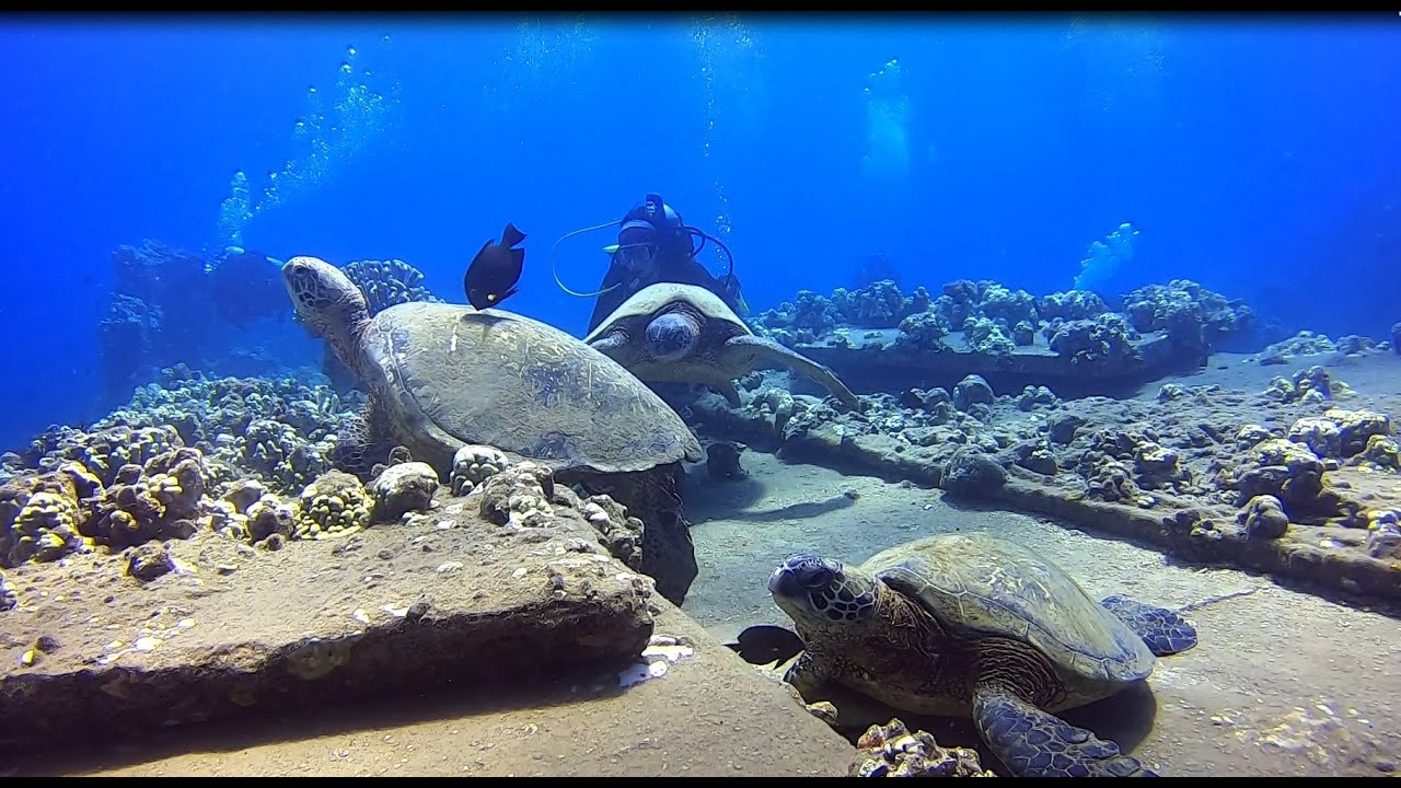 Turtle Cleaning Station - Mala Warf, Maui - YouTube