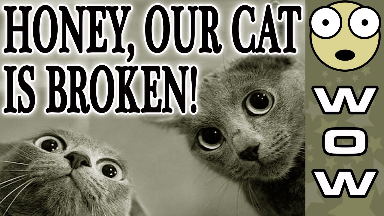 Creepy Cats Funny Compilation (2015) MUST SEE! - YouTube