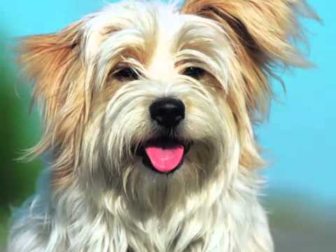 Vets - Ark Veterinary Surgery