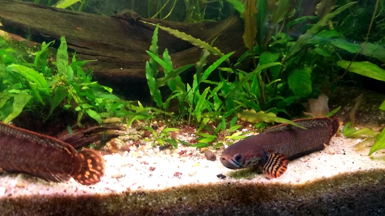 Channa Bleheri Breeding