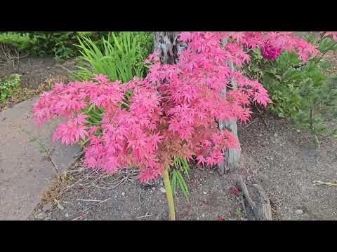 Geisha maple Jepang merah muda yang cantik - Pendek - berlangganan @amazingmaples